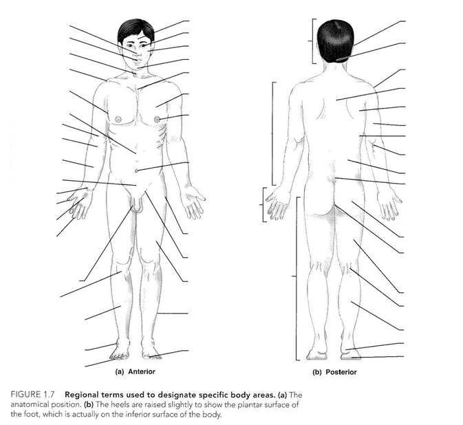 Printable Body Regions Labeling Worksheet Printable World Holiday